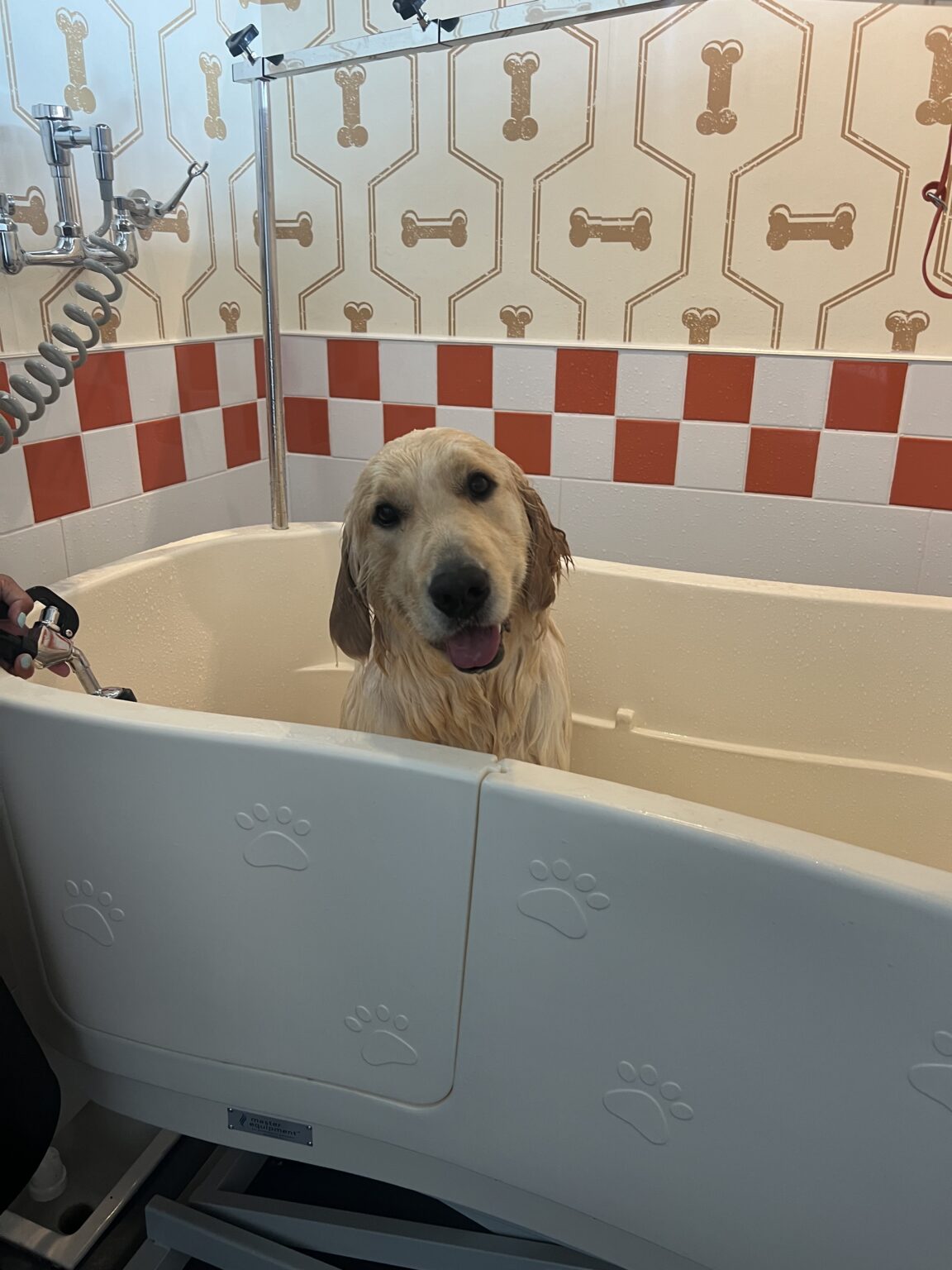 Pet Grooming in North Park San Diego | One-on-One | Pure Pawsh